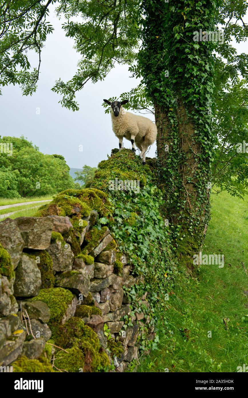 Swaledale sheep hi-res stock photography and images - Alamy