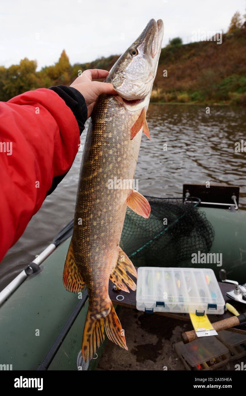 Pike fish caught by fisherman in boat, Eastern Europe fall weather ...