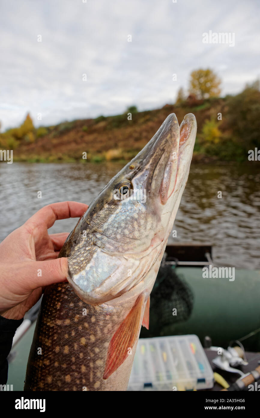 Pike head, fish caught in European river in fall, copy space Stock ...
