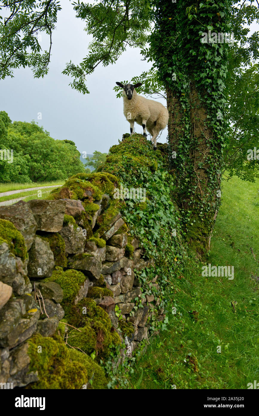Wall to wall sheep hi-res stock photography and images - Alamy