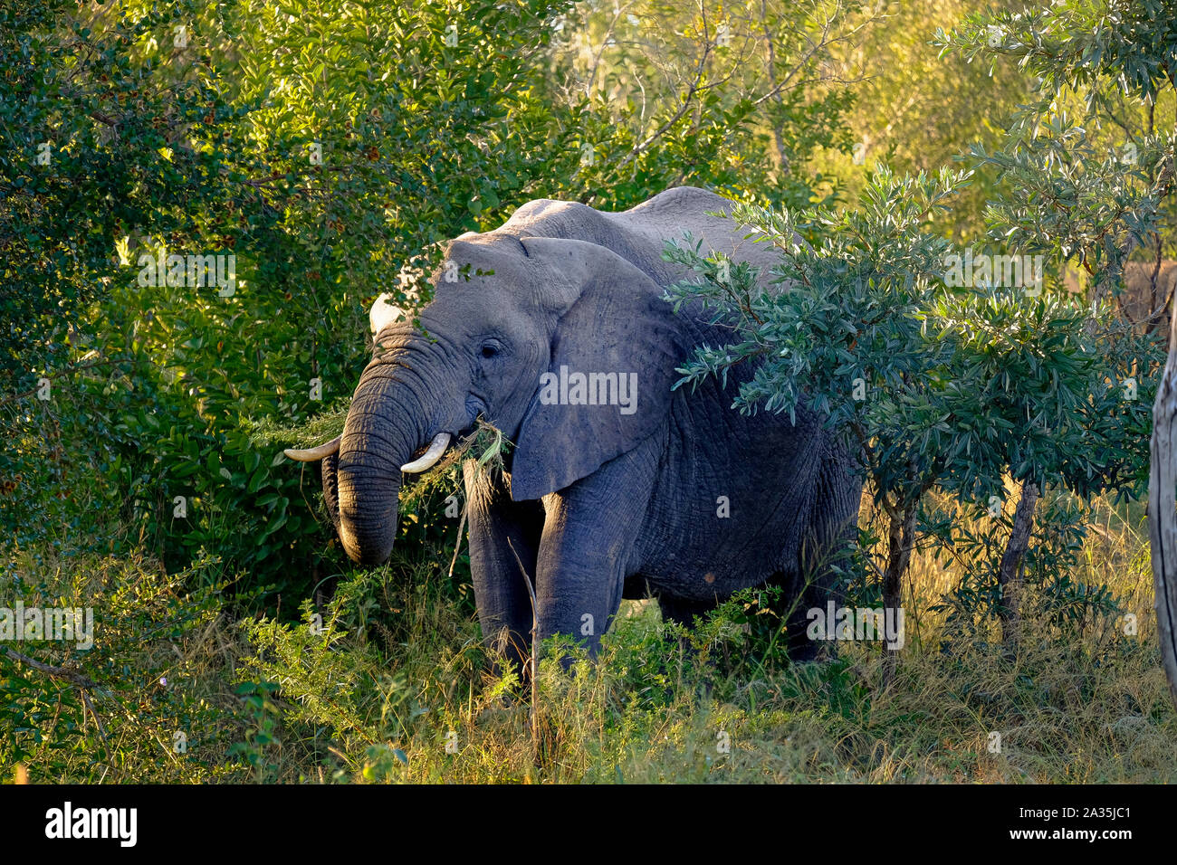 One elephant ears hi-res stock photography and images - Alamy
