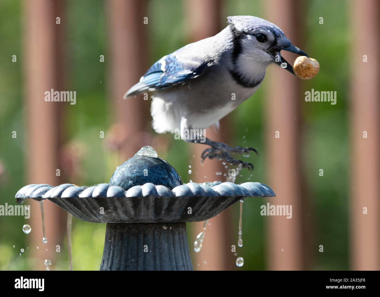 Hopping along hi-res stock photography and images - Alamy