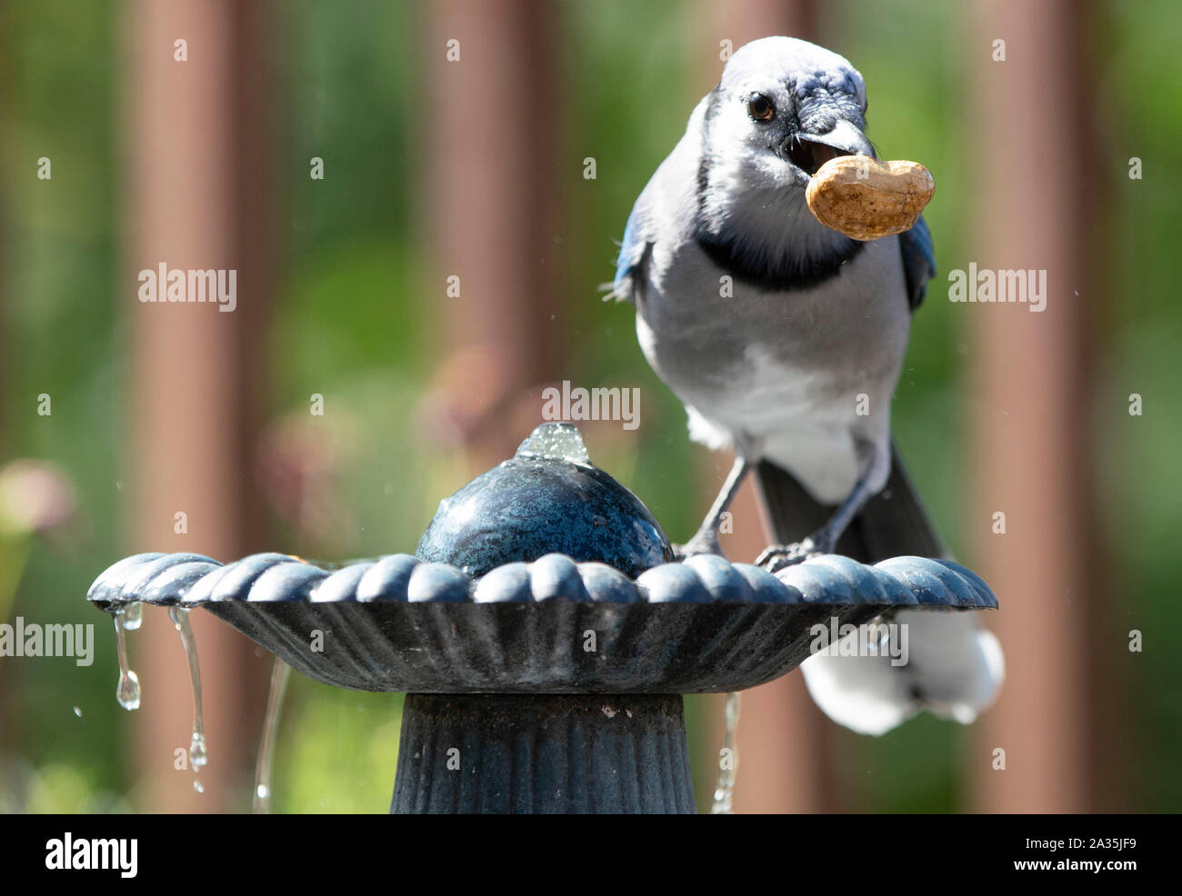 Snared animal hi-res stock photography and images - Alamy