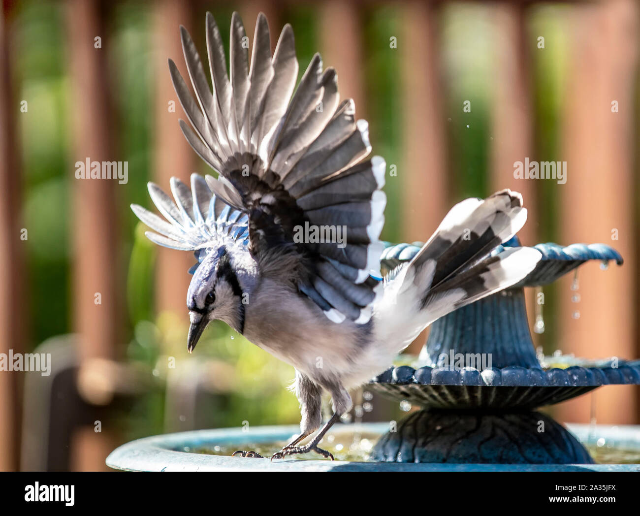 Wing fluttering hi-res stock photography and images - Alamy