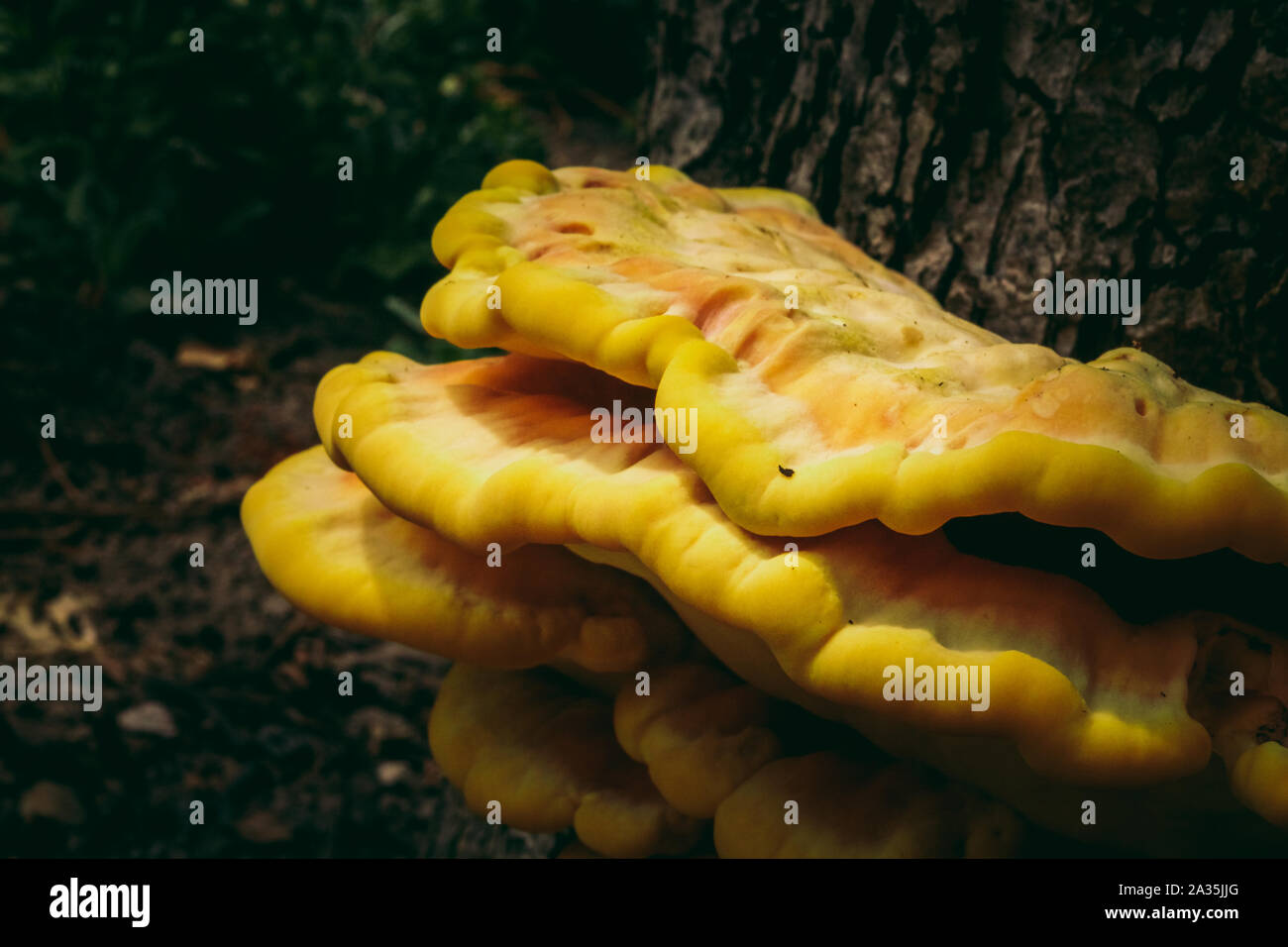 wild mushroom on a tree. yellow color Stock Photo - Alamy
