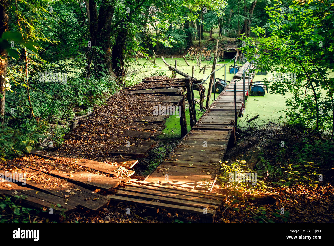 wooden bridge among swamp forest Stock Photo - Alamy