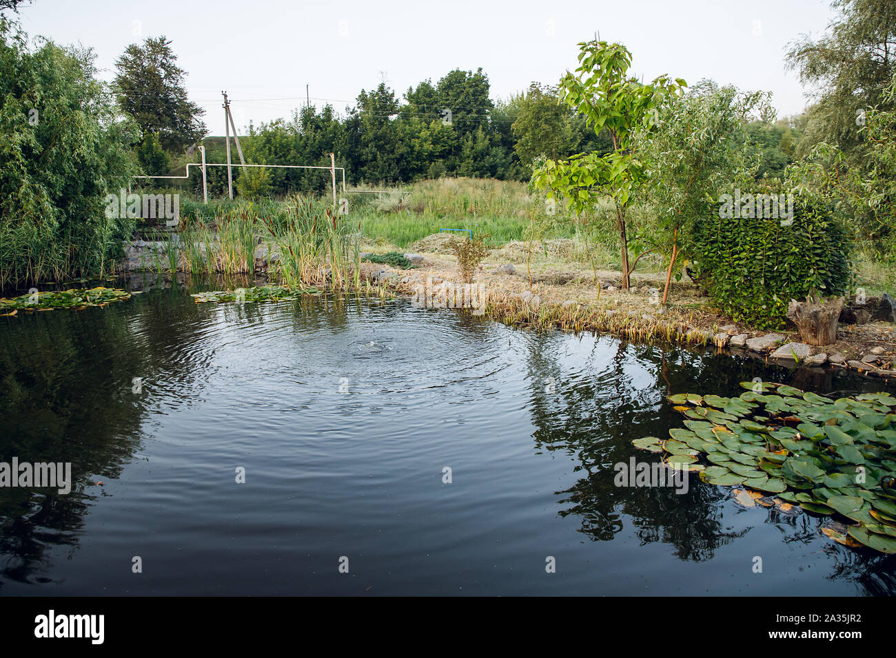 wild pond with water. nature Stock Photo - Alamy