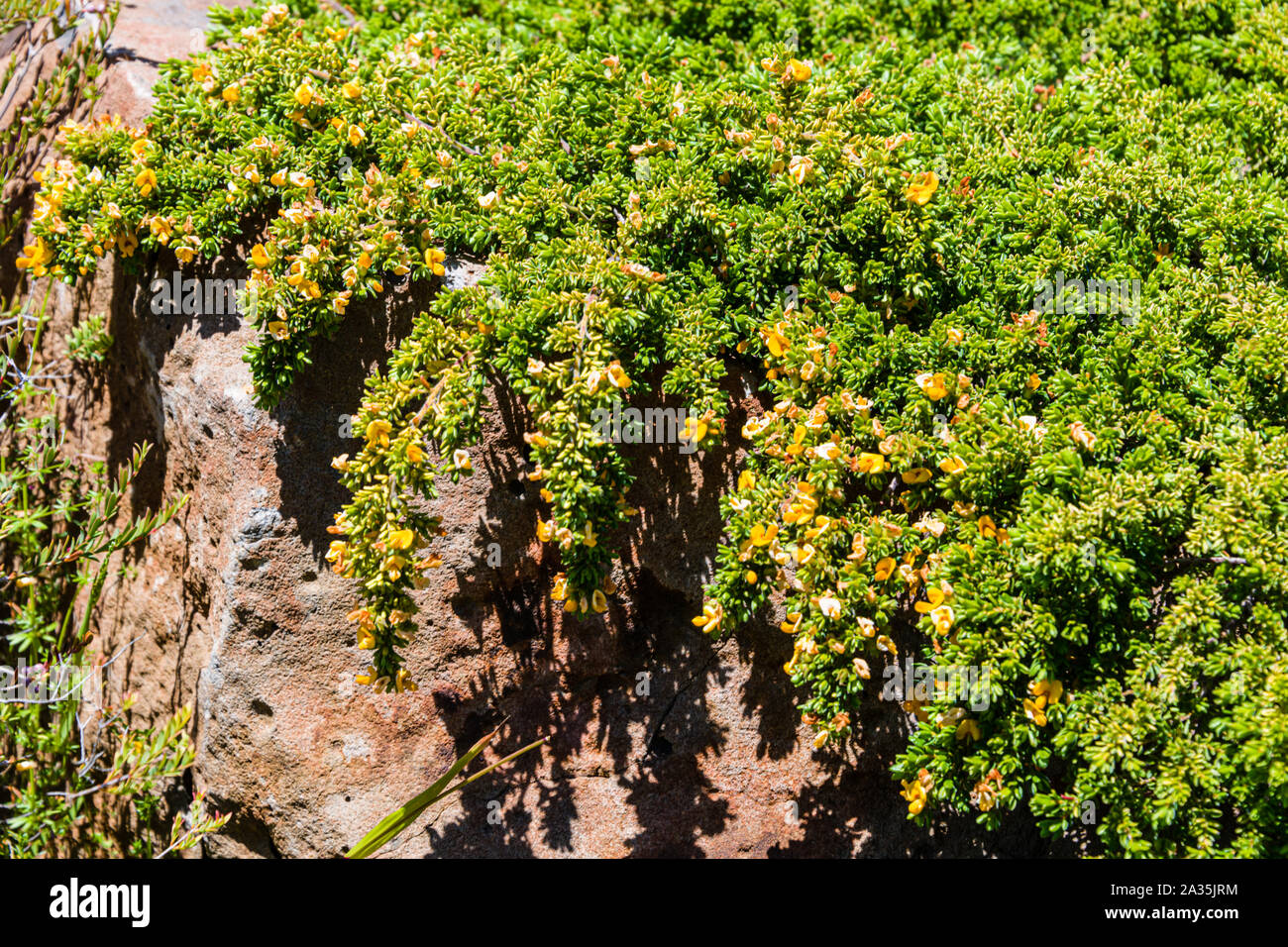 Hairy bush pea hi-res stock photography and images - Alamy