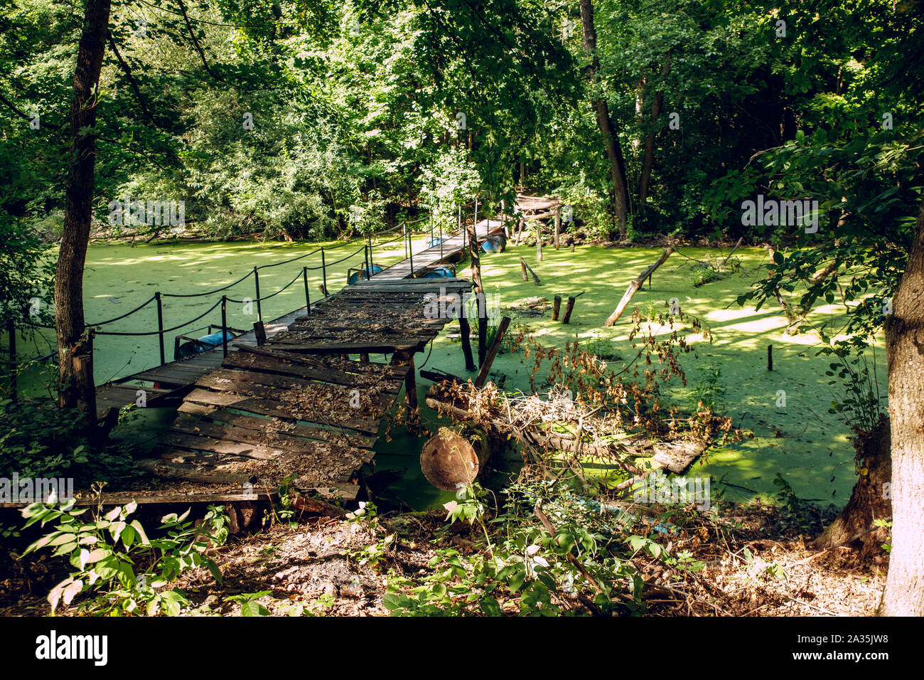 wooden bridge passing through the swamp Stock Photo - Alamy