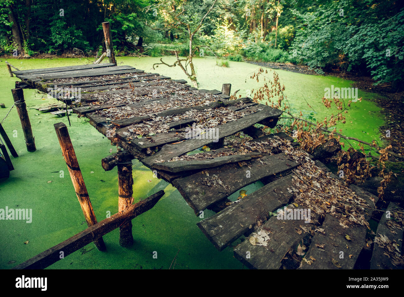 wooden bridge passing through the swamp Stock Photo - Alamy