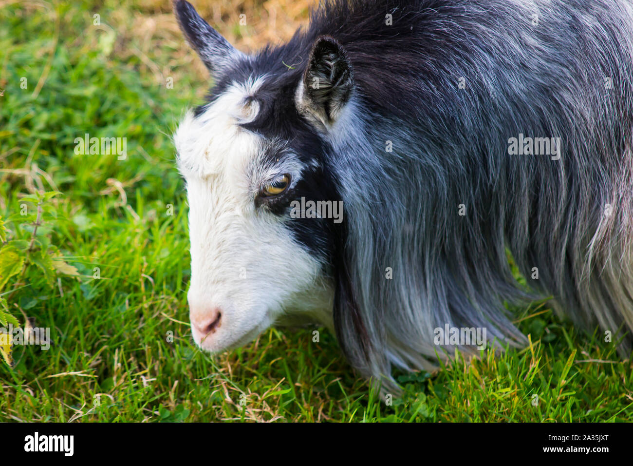 Long haired goat hi-res stock photography and images - Alamy