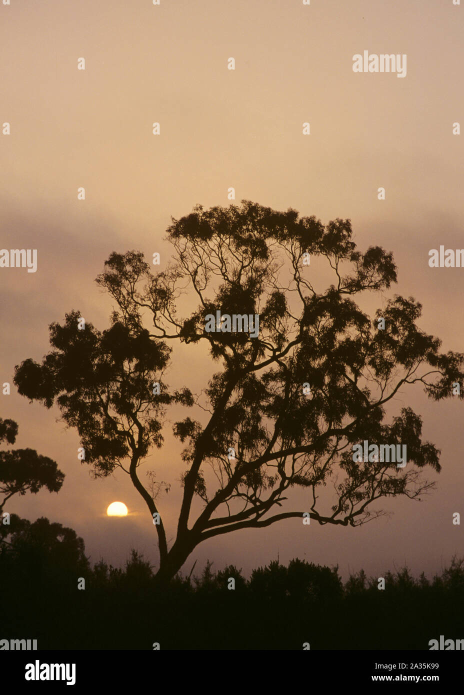 Nature Landscape and Tree in Santa Barbara, California Stock Photo - Alamy
