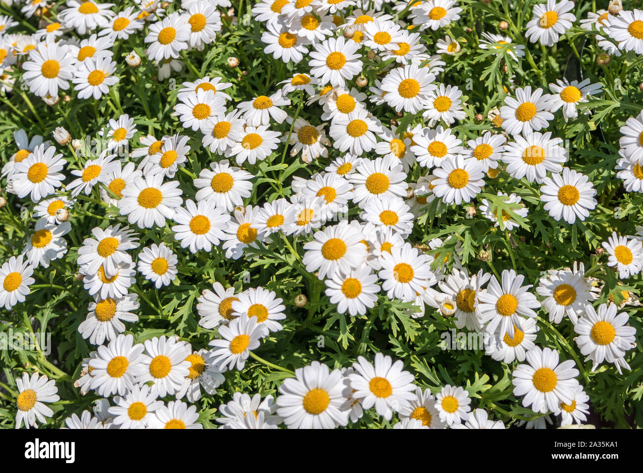 Goose flower meadow in spring Stock Photo - Alamy