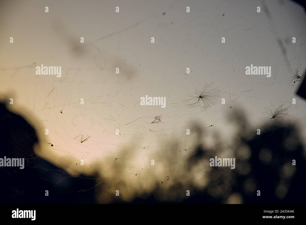 Cotton fluff hi-res stock photography and images - Alamy