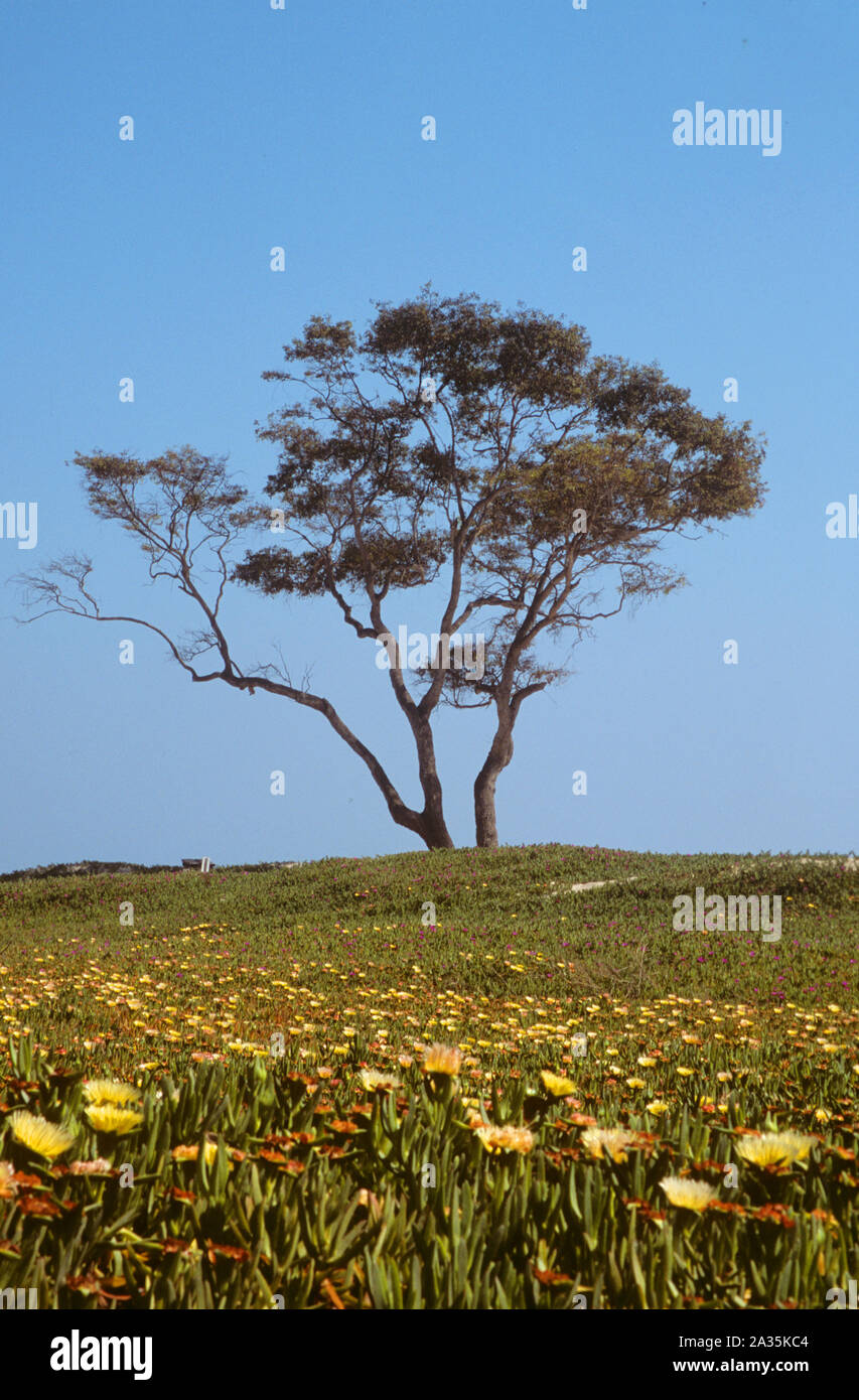 Nature Landscape and Tree in Santa Barbara, California Stock Photo - Alamy