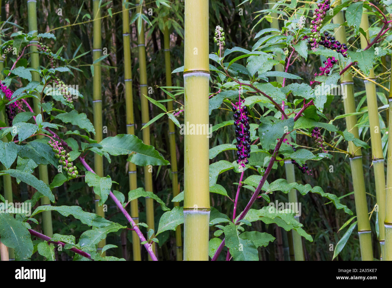 stem of green bamboo in garden Stock Photo - Alamy