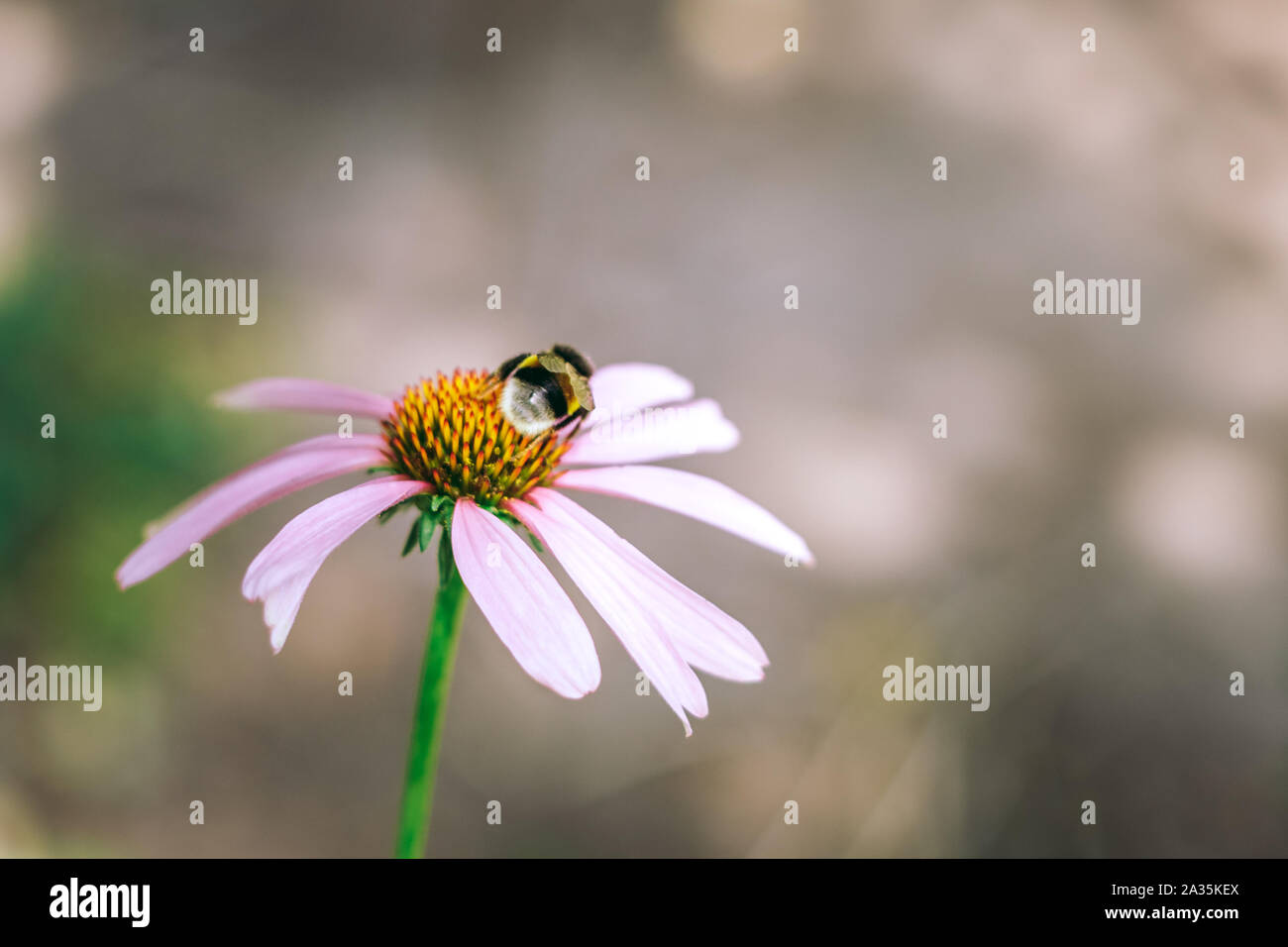 Image of beautiful violet flower and bee Stock Photo - Alamy