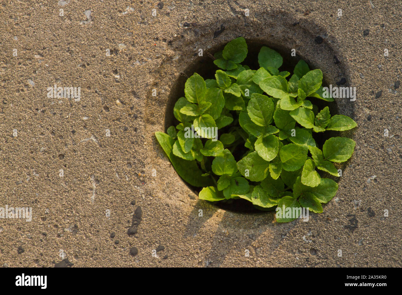 Weed growing in pavement in round hole. Victory wild plants. Motivation ...