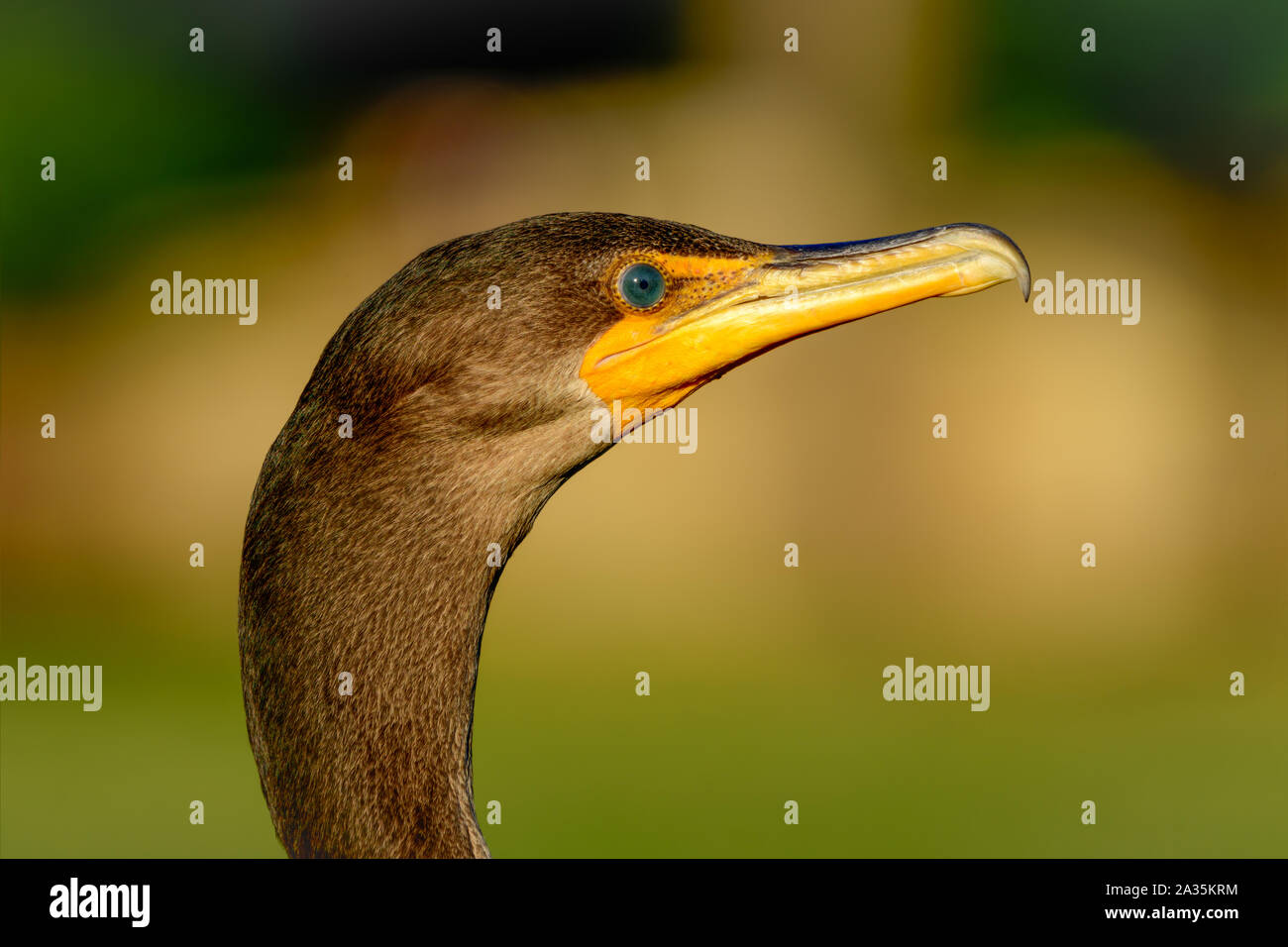 Double-crested cormorant - Phalacrocorax auritus - vivid detail, close ...