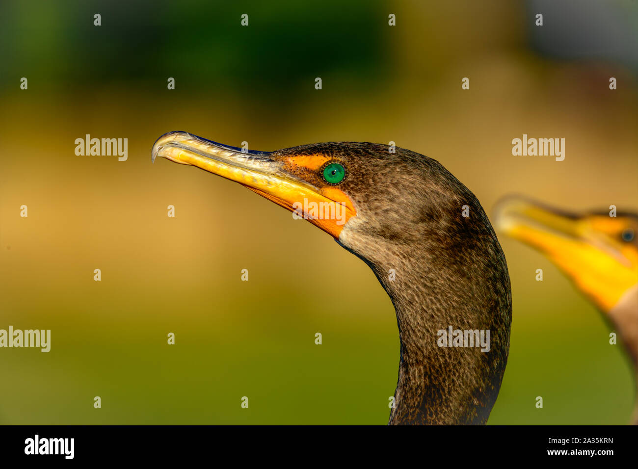 Double-crested cormorant - Phalacrocorax auritus - vivid detail, close ...