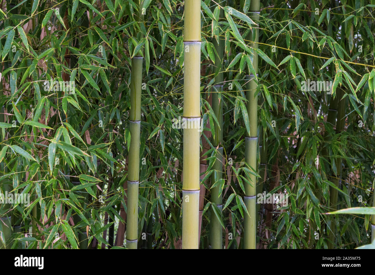 stem of green bamboo in garden Stock Photo - Alamy