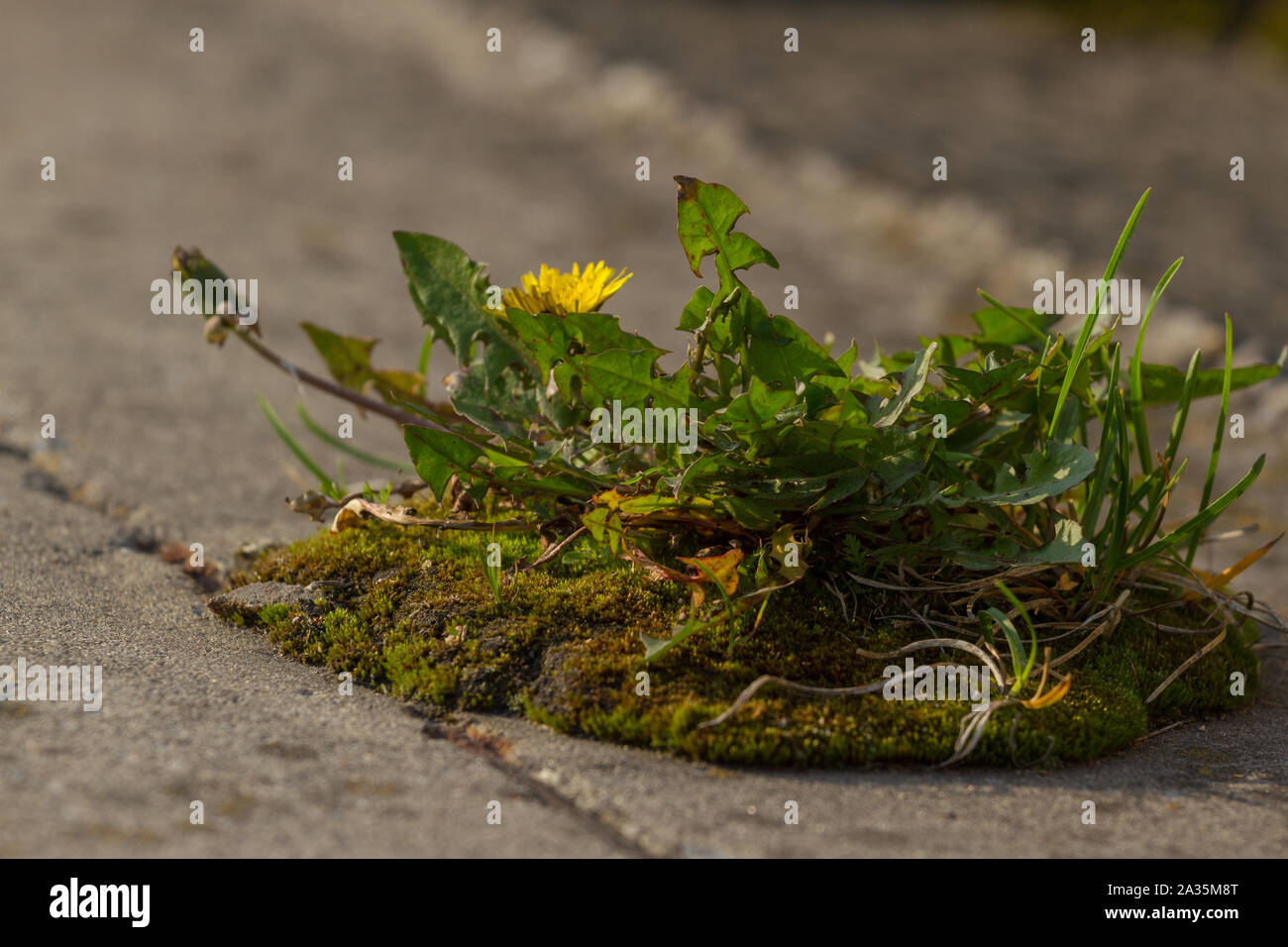 Weed dandelion growinf on the asphalt. Pavement grass. Biological ...