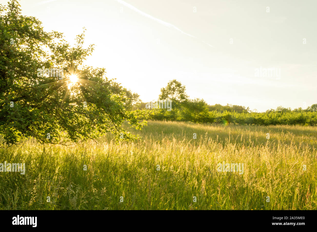 sunbeam through tree and bright spring meadow Stock Photo - Alamy