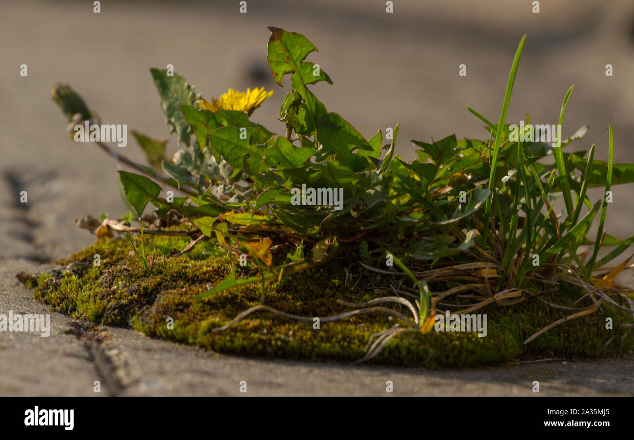Weed dandelion growinf on the asphalt. Pavement grass. Biological ...