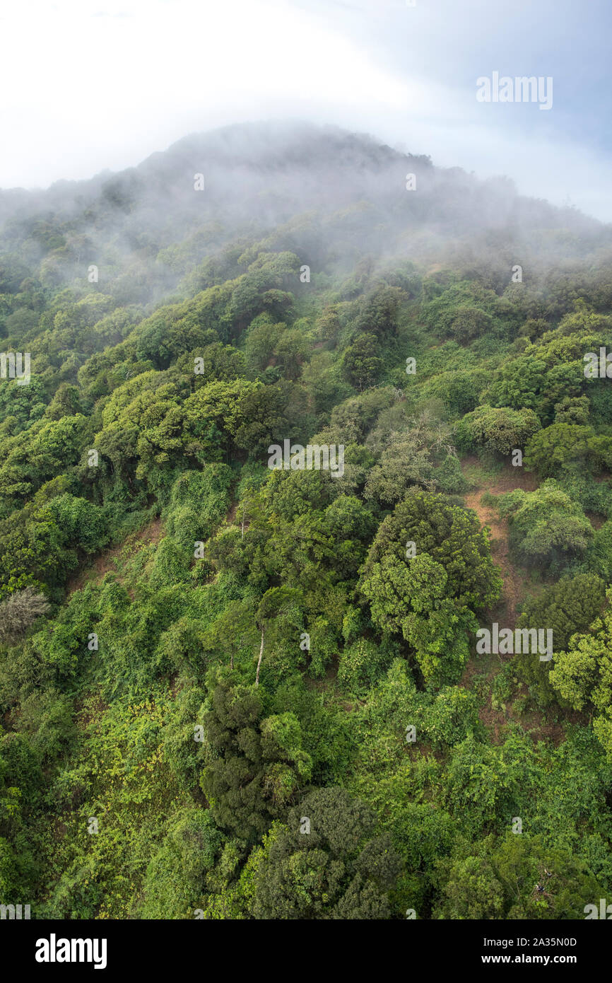 Africa, Kenya, Ngong Hills Nature Reserve, Aerial view of forest ...