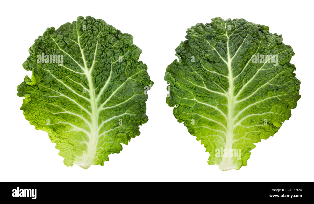 Green Cabbage Leaves