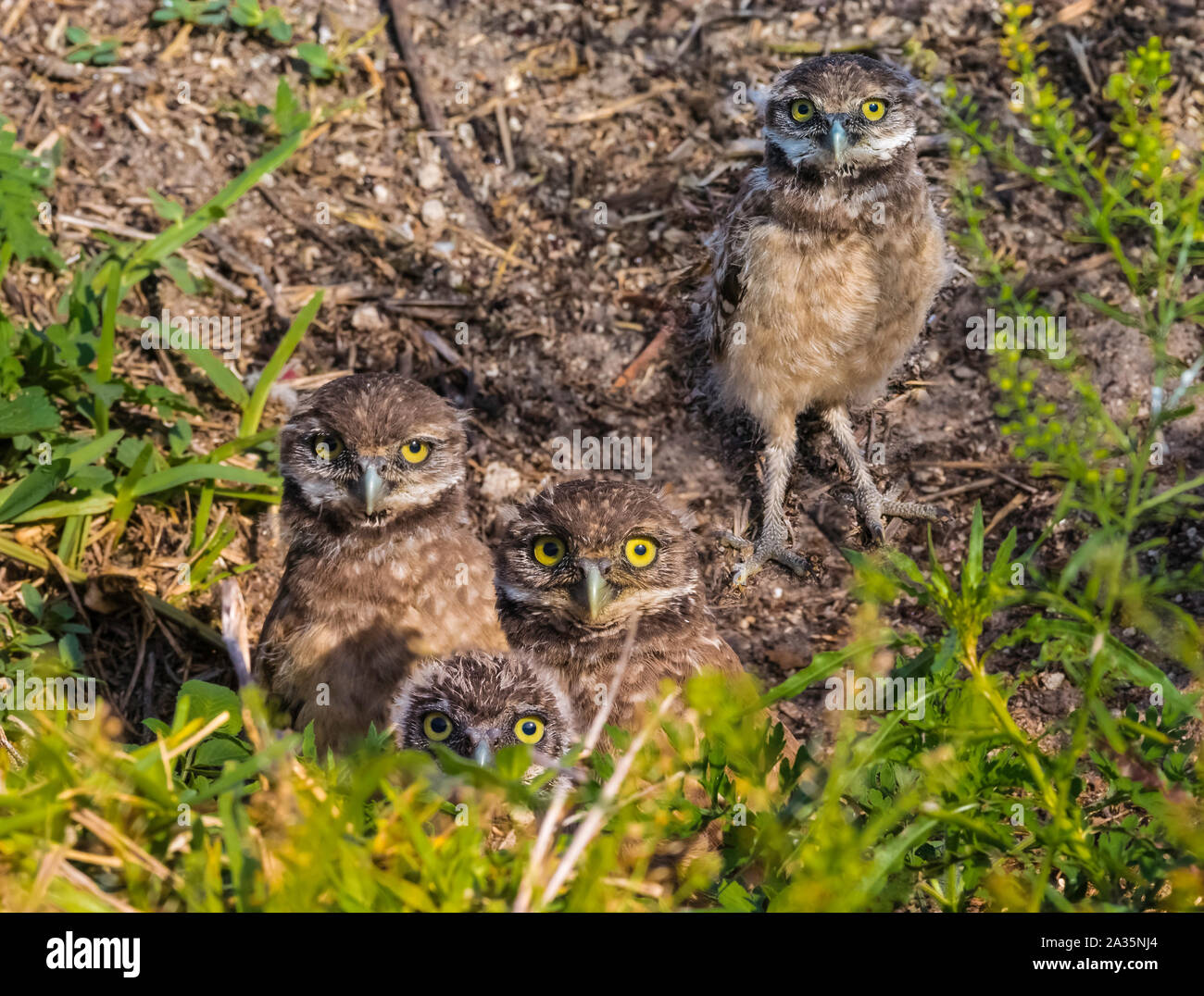 Momma owl hi-res stock photography and images - Alamy