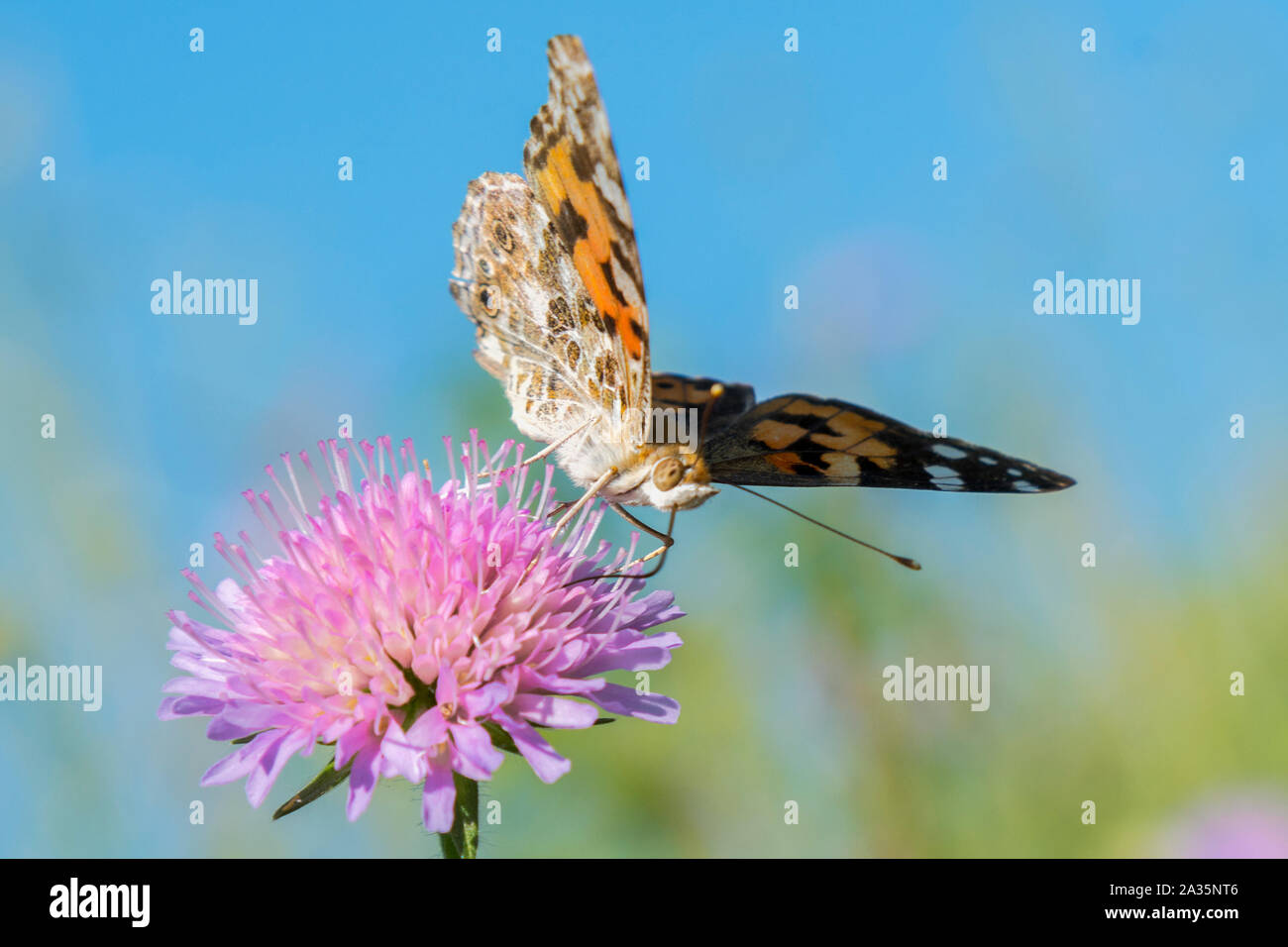 Butterfly on a flower in a field. Butterfly On Grass Field With Warm ...