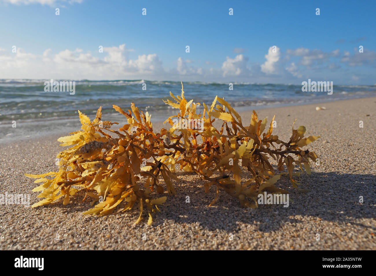 Seaweed washed up on the beach in Miami Beach, Florida Stock Photo - Alamy