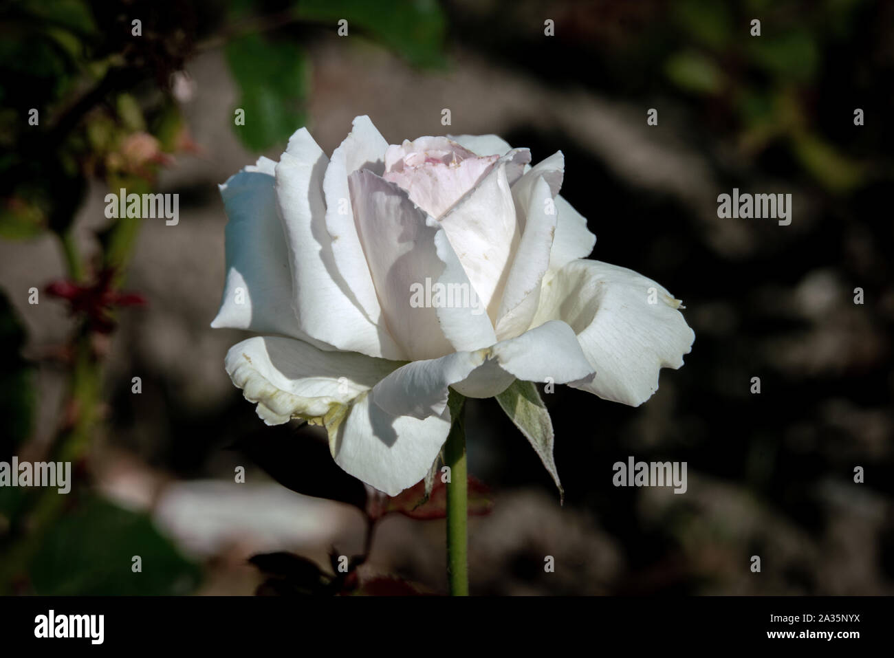 Beautiful sunny close up of a single white Poker rose blossom with a ...