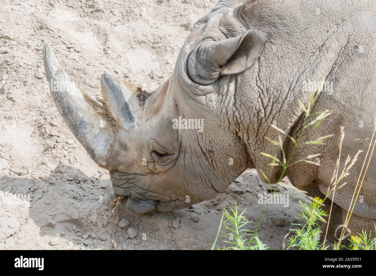 Close up portrait of rhino, profile. Rhino in the dust and clay walks ...