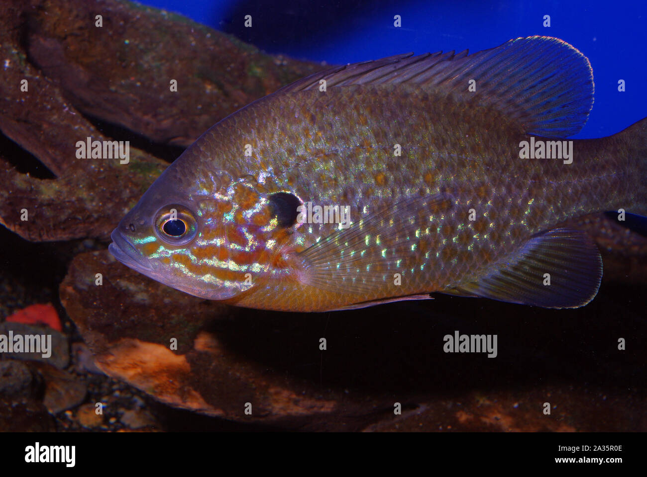 Common sunfish or Pumpkinseed, Lepomis gibbosus Stock Photo - Alamy