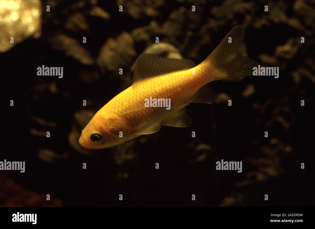Common goldfish, Carassius auratus Stock Photo - Alamy