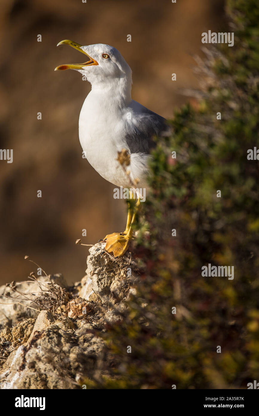 Crying birds hi-res stock photography and images - Alamy