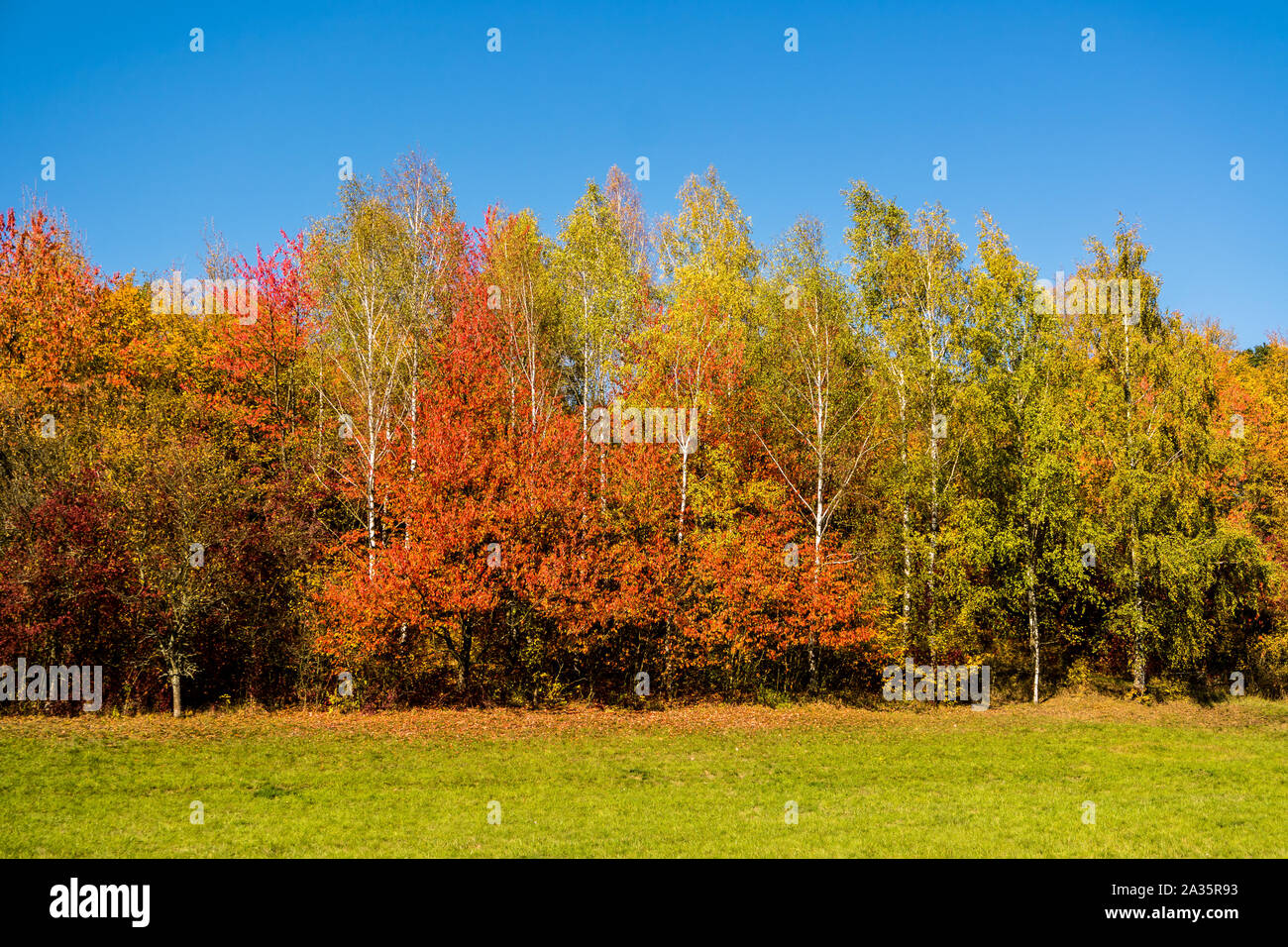 Colourful trees in autumn hi-res stock photography and images - Alamy