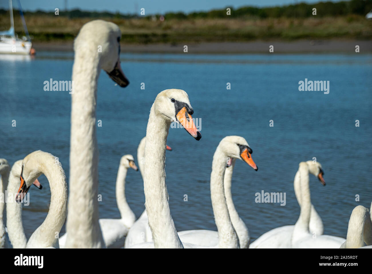 Mute swans (cygnus olor) on the River Crouch at Hullbridge, Essex, UK ...