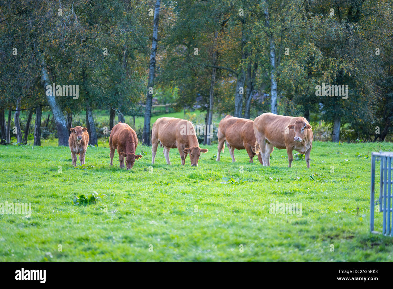 Single cattle on a pasture are happy to browse outside with the fresh ...