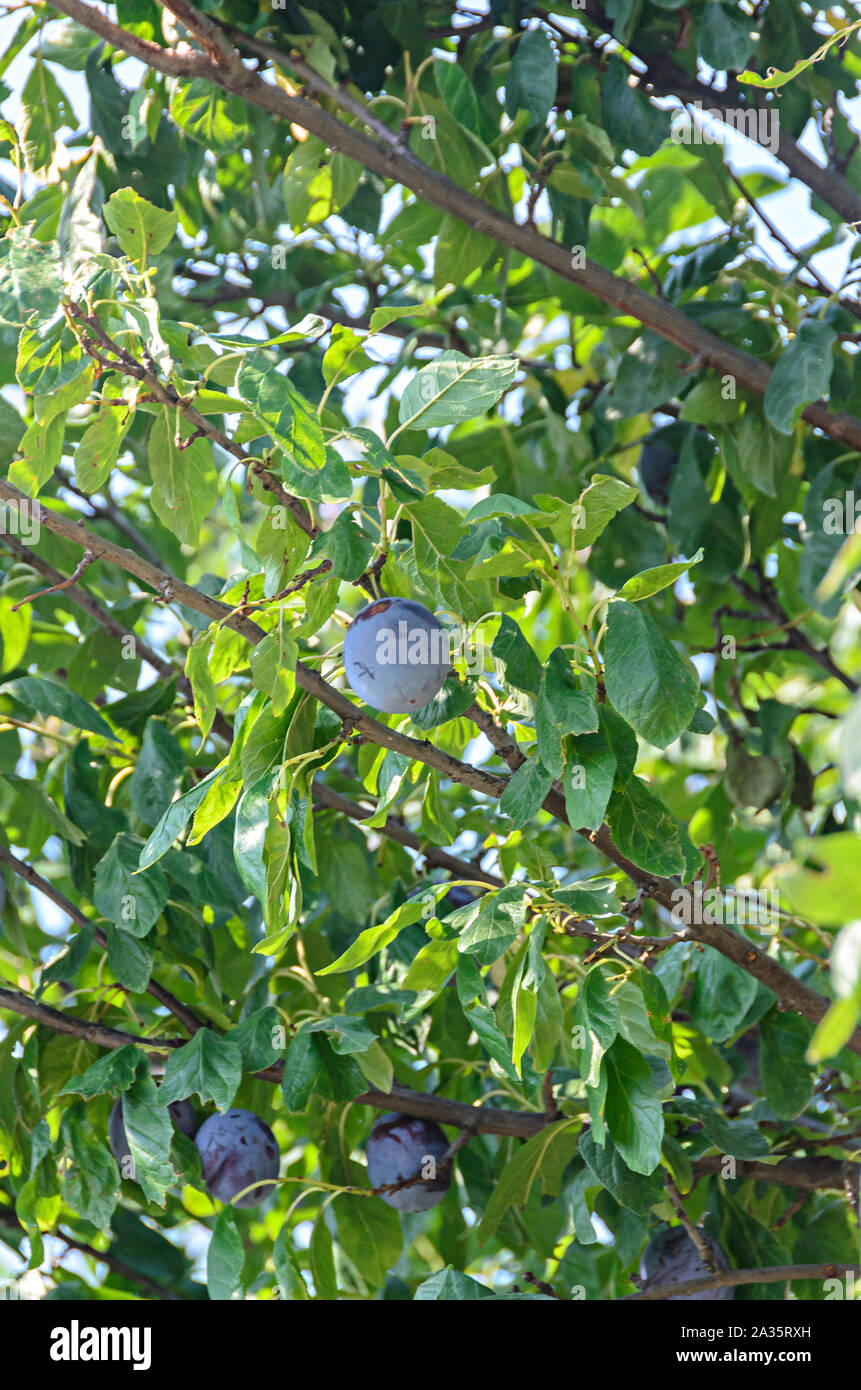 Prunus domestica tree with plum fruits hanging on branches, close up ...