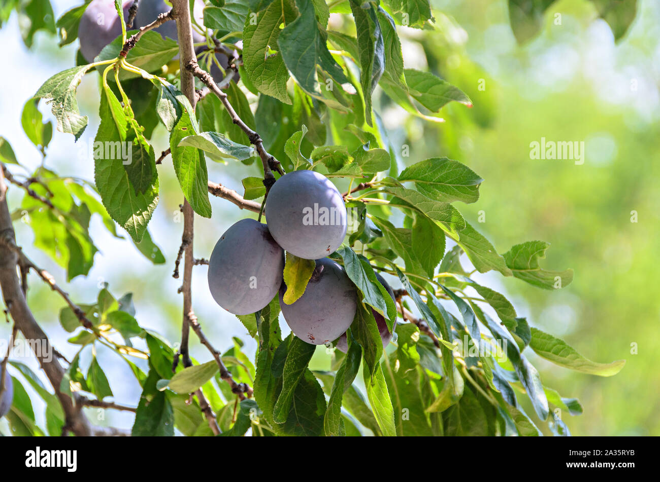 Prunus domestica tree with plum fruits hanging on branches, close up ...