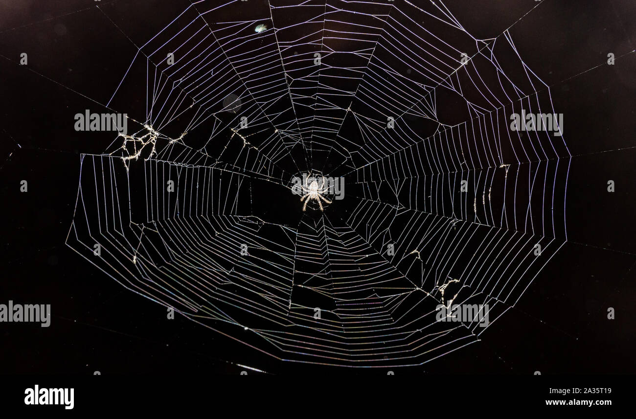 Small spider close up with round white spiderweb net Stock Photo - Alamy