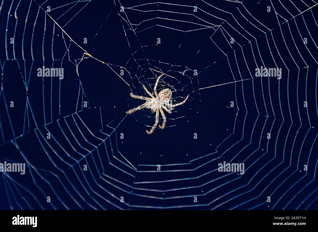 Small spider close up with round white spiderweb net Stock Photo - Alamy