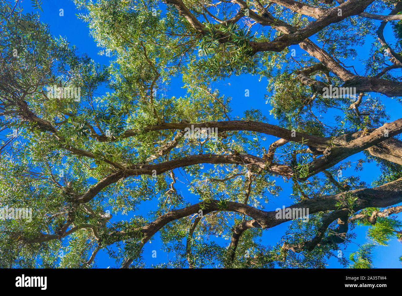 Lines of parallel tree branches form abstract patterns in the blue sky ...