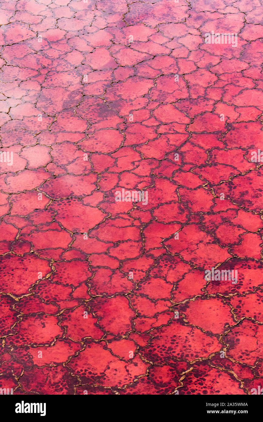Saline algae hi-res stock photography and images - Alamy
