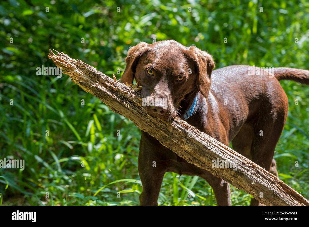 Labrador springer spaniel cross dog hi-res stock photography and images ...