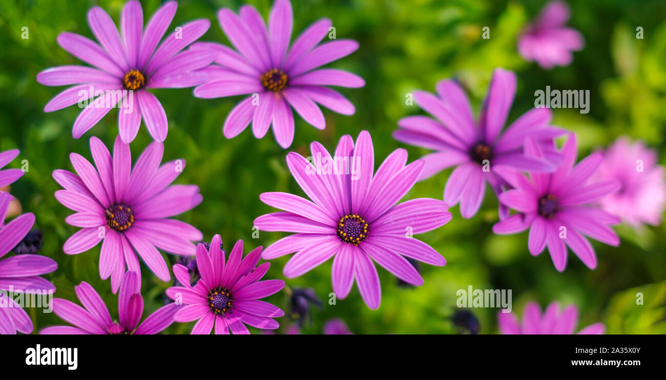 African daisies hi-res stock photography and images - Alamy