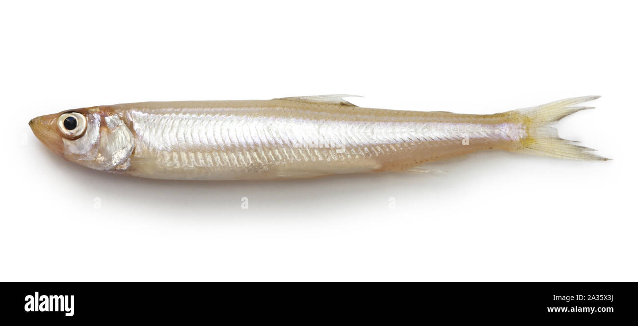 fresh whitebait, japanese smelt, wakasagi Stock Photo - Alamy